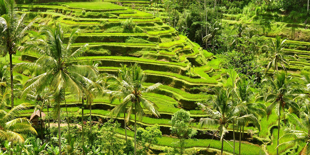 Teras padi tegalalang1 Bali Tour Operators Bali Tour Bali Tour Teras padi tegalalang1 Bali Tour Operators Bali Tour Bali Tour